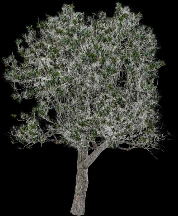 Pine Tree | Cosmos by Leartes